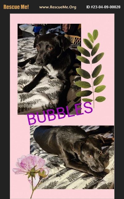 ADOPT 23040900028 ~ Chihuahua Rescue ~ Eugene, OR