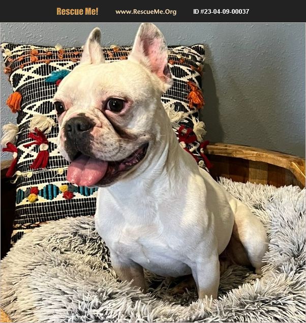 ADOPT 23040900037 ~ French Bulldog Rescue ~ Miami, FL