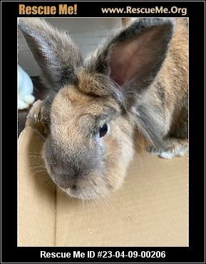 - California Rabbit Rescue - ADOPTIONS - Rescue Me!