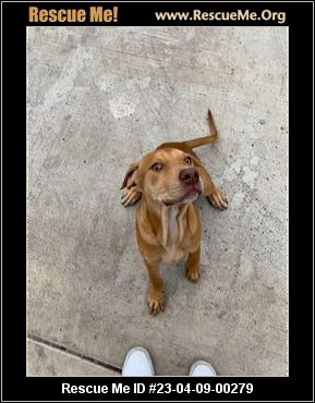 - Texas Vizsla Rescue - ADOPTIONS - Rescue Me!