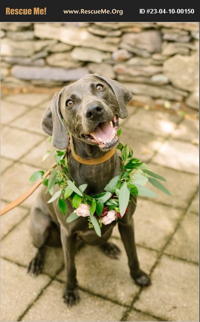 ADOPT 23041000150 ~ Weimaraner Rescue ~ Farmington, MN