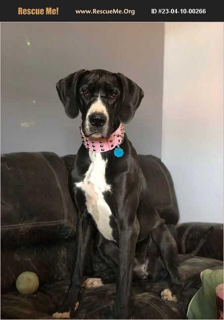 ADOPT 23041000266 ~ Great Dane Rescue ~ Clever, MO