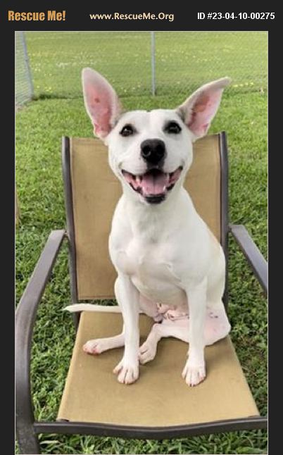 ADOPT 23041000275 ~ Australian Kelpie Rescue ~ Rosenberg, TX