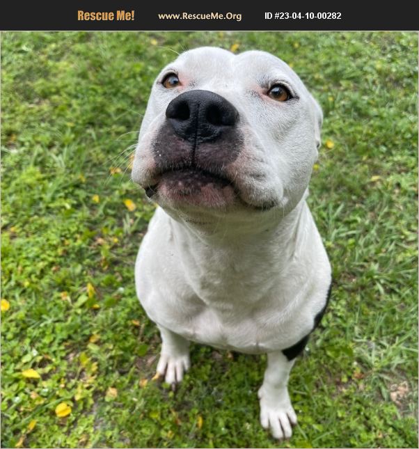 ADOPT 23041000282 ~ Pit Bull Rescue ~ Live Oak, FL