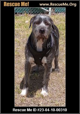 - Florida Schnauzer Rescue - ADOPTIONS - Rescue Me!