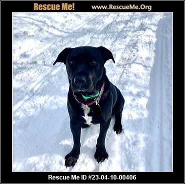 - Maine Dog Rescue - ADOPTIONS - Rescue Me!