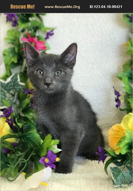 ADOPT 23041000421 ~ Russian Blue Rescue ~ Montclair, CA