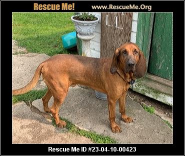 - Pennsylvania Bloodhound Rescue - ADOPTIONS - Rescue Me!