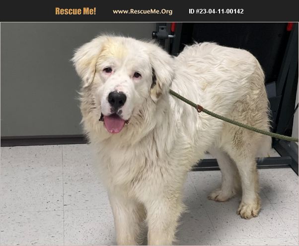 ADOPT 23041100142 ~ Great Pyrenees Rescue ~ Salt Lake City, UT