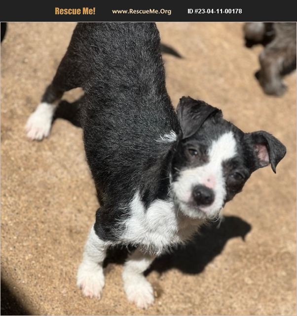 ADOPT 23041100178 ~ Parson Russell Terrier Rescue ~ Scottsdale, AZ