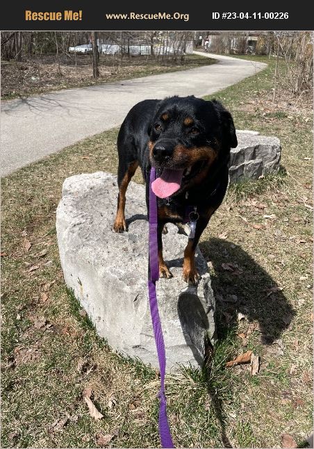 ADOPT 23041100226 ~ Rottweiler Rescue ~ Milwaukee, WI