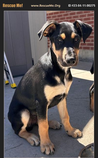 ADOPT 23041100275 ~ Doberman Pinscher Rescue ~ Fountain, CO