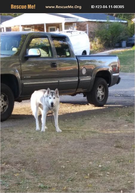 ADOPT 23041100305 ~ Siberian Husky Rescue ~ Dayton, OH
