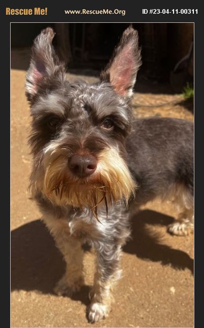 ADOPT 23041100311 ~ Schnauzer Rescue ~ Oklahoma City, OK