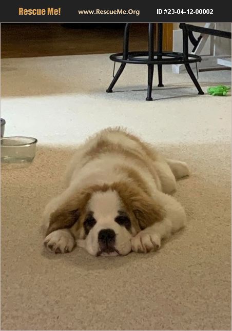 ADOPT 23041200002 ~ Saint Bernard Rescue ~ Gig Harbor, WA