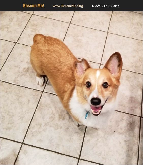 ADOPT 23041200013 ~ Corgi Rescue ~ New Braunfels, TX
