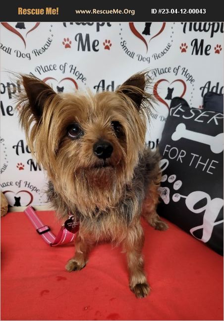 ADOPT 23041200043 ~ Yorkie Rescue ~ Pensacola, FL