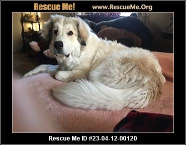 - Minnesota Dog Rescue - ADOPTIONS - Rescue Me!