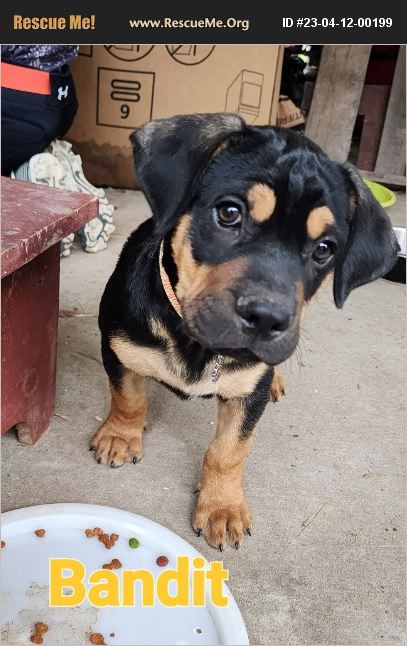 ADOPT 23041200199 ~ Bulldog Rescue ~ Muskego, WI