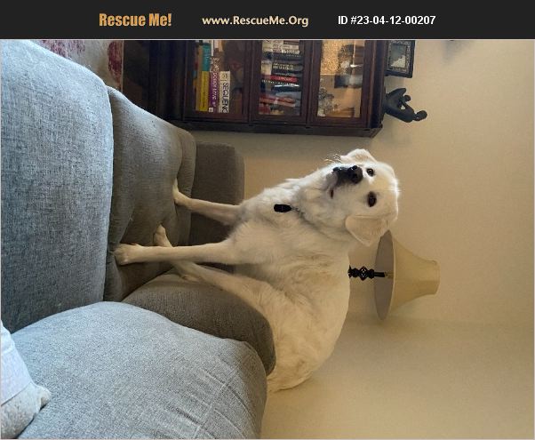 ADOPT 23041200207 ~ Great Pyrenees Rescue ~ Phoenix, AZ