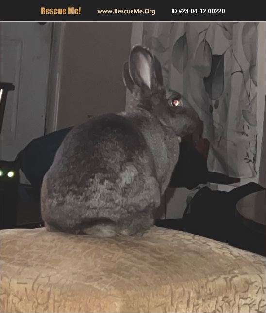 ADOPT 23041200220 ~ Rabbit Rescue ~ Lorton, VA