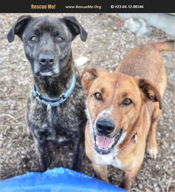 ADOPT 23041200346 ~ Mountain Cur Rescue ~ Polson, MT