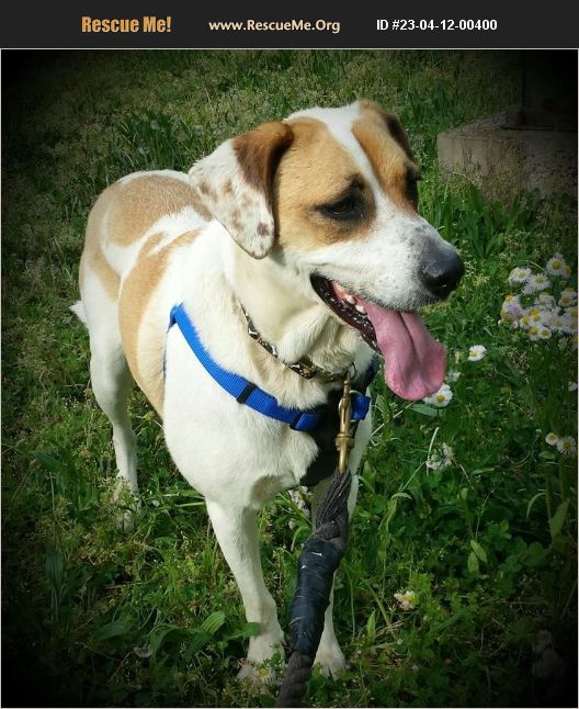 ADOPT 23041200400 ~ Pointer Rescue ~ Boston, KY