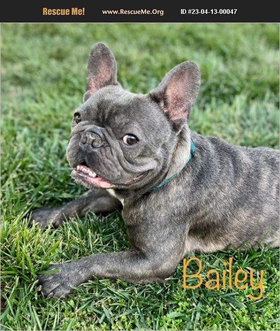 ADOPT 23041300047 ~ French Bulldog Rescue ~ Downey, CA
