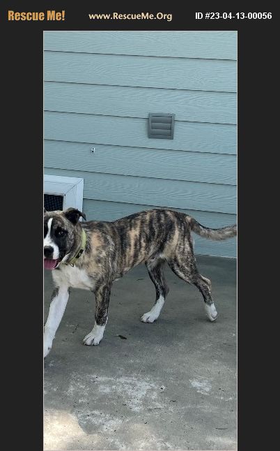 ADOPT 23041300056 ~ Mountain Cur Rescue ~ San Antonio, TX