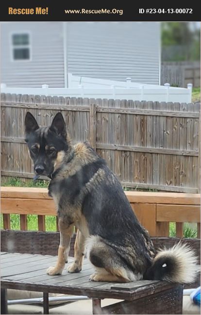 ADOPT 23041300072 ~ German Shepherd Rescue ~ Richmond, VA