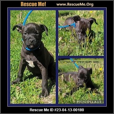 - Maryland Dog Rescue - ADOPTIONS - Rescue Me!