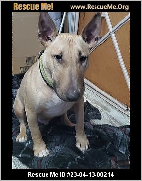 - Indiana Bull Terrier Rescue - ADOPTIONS - Rescue Me!