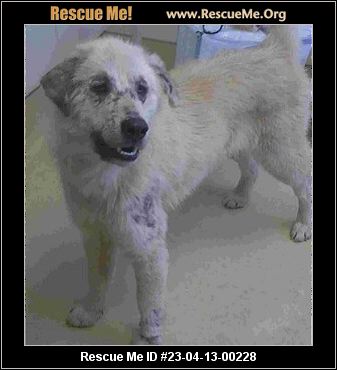 - Indiana German Shepherd Rescue - ADOPTIONS - Rescue Me!