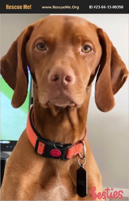 ADOPT 23041300350 ~ Vizsla Rescue ~ Dubuque, IA