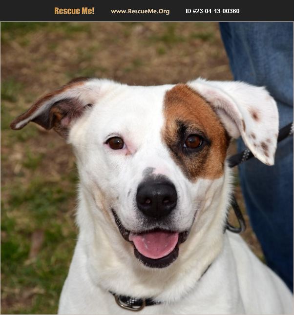 ADOPT 23041300360 ~ Australian Cattle Dog Rescue ~ Toronto, Ontario, Canada