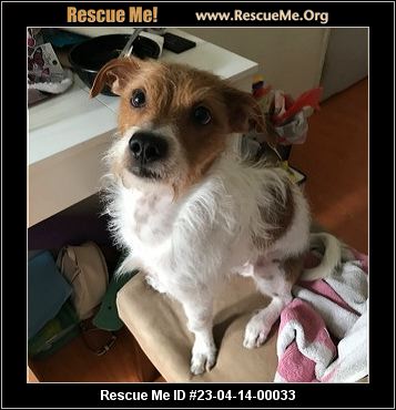 - California Jack Russell Rescue - ADOPTIONS - Rescue Me!