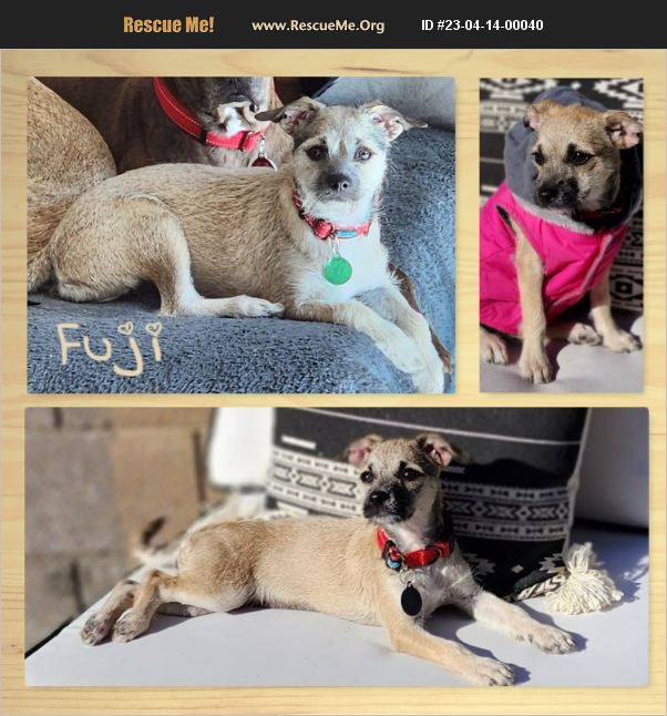 ADOPT 23041400040 ~ Border Terrier Rescue ~ Phoenix, AZ