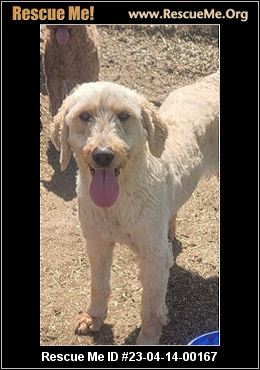 - Pennsylvania Poodle Rescue - ADOPTIONS - Rescue Me!