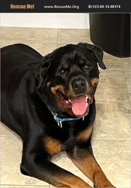 ADOPT 23041400174 ~ Rottweiler Rescue ~ Massachusetts