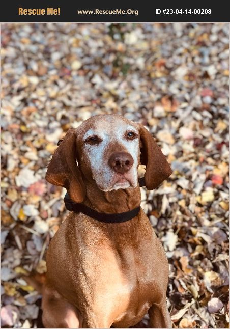 ADOPT 23041400208 ~ Vizsla Rescue ~ Wake Forest, NC