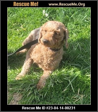 - Pennsylvania Poodle Rescue - ADOPTIONS - Rescue Me!