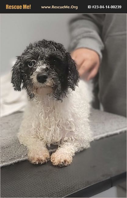 ADOPT 23041400239 ~ Poodle Rescue ~ Irwin, PA
