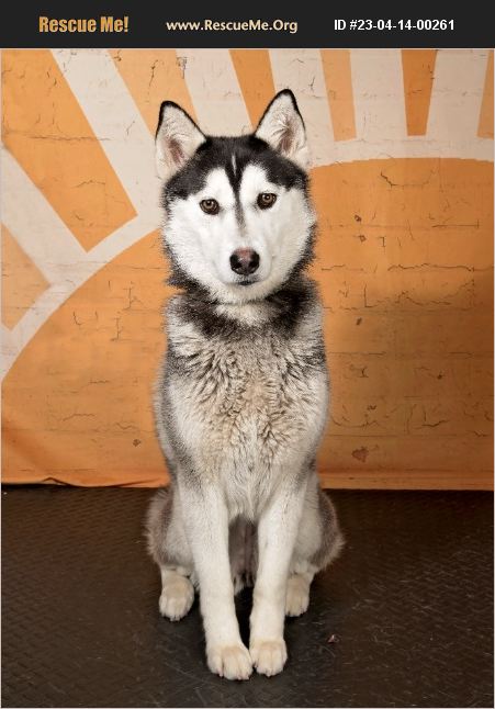 ADOPT 23041400261 ~ Siberian Husky Rescue ~ Salt Lake City, UT