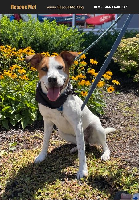 ADOPT 23041400341 ~ Jack Russell Rescue ~ Toronto, Ontario, Canada