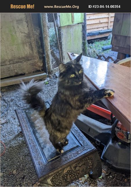 ADOPT 23041400354 ~ Norwegian Forest Cat Rescue ~ Reno, NV