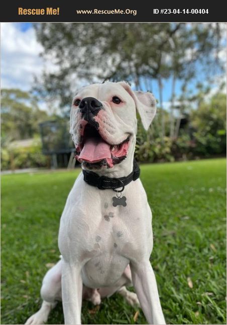 ADOPT 23041400404 ~ Boxer Rescue ~ Australia