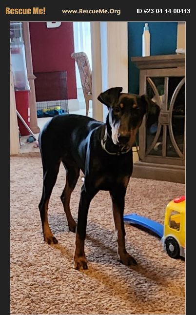 ADOPT 23041400413 ~ Doberman Pinscher Rescue ~ Ilion, NY