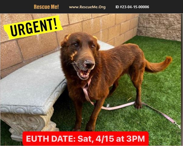 ADOPT 23041500006 ~ Australian Kelpie Rescue ~ Riverside County, CA