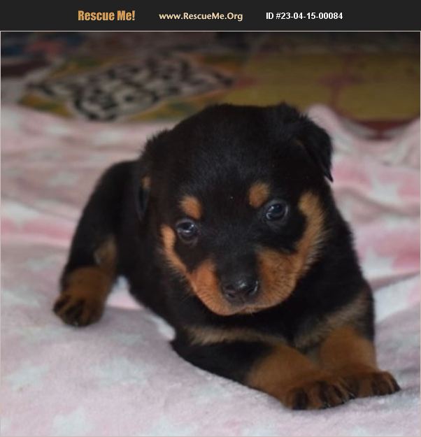 ADOPT 23041500084 ~ Rottweiler Rescue ~ Longmont, CO