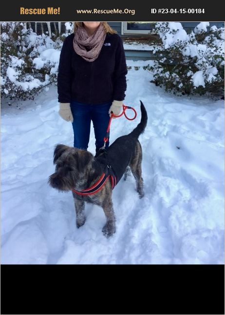 ADOPT 23041500184 ~ German Wirehaired Pointer Rescue ~ Asheboro, NC